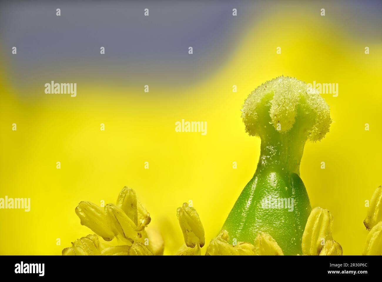 Yellow Poppy - closeup showing the stigma, anthers and pollen (one ...