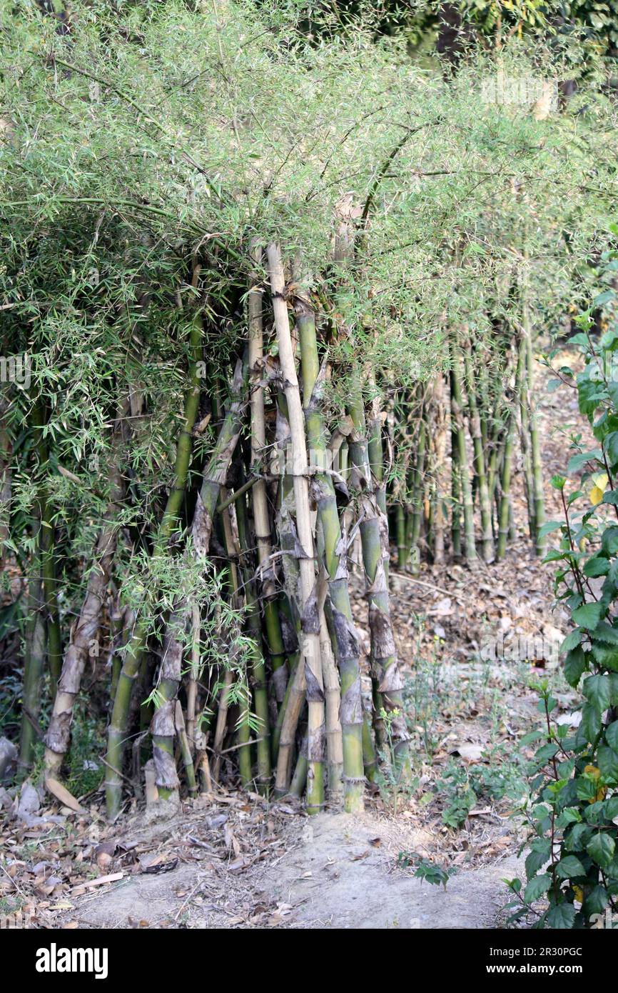 Burmese bamboo (Bambusa polymorpha) cluster in a garden : (pix Sanjiv ...