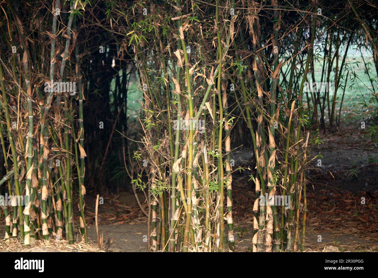 Burmese bamboo (Bambusa polymorpha) cluster in a garden : (pix Sanjiv ...