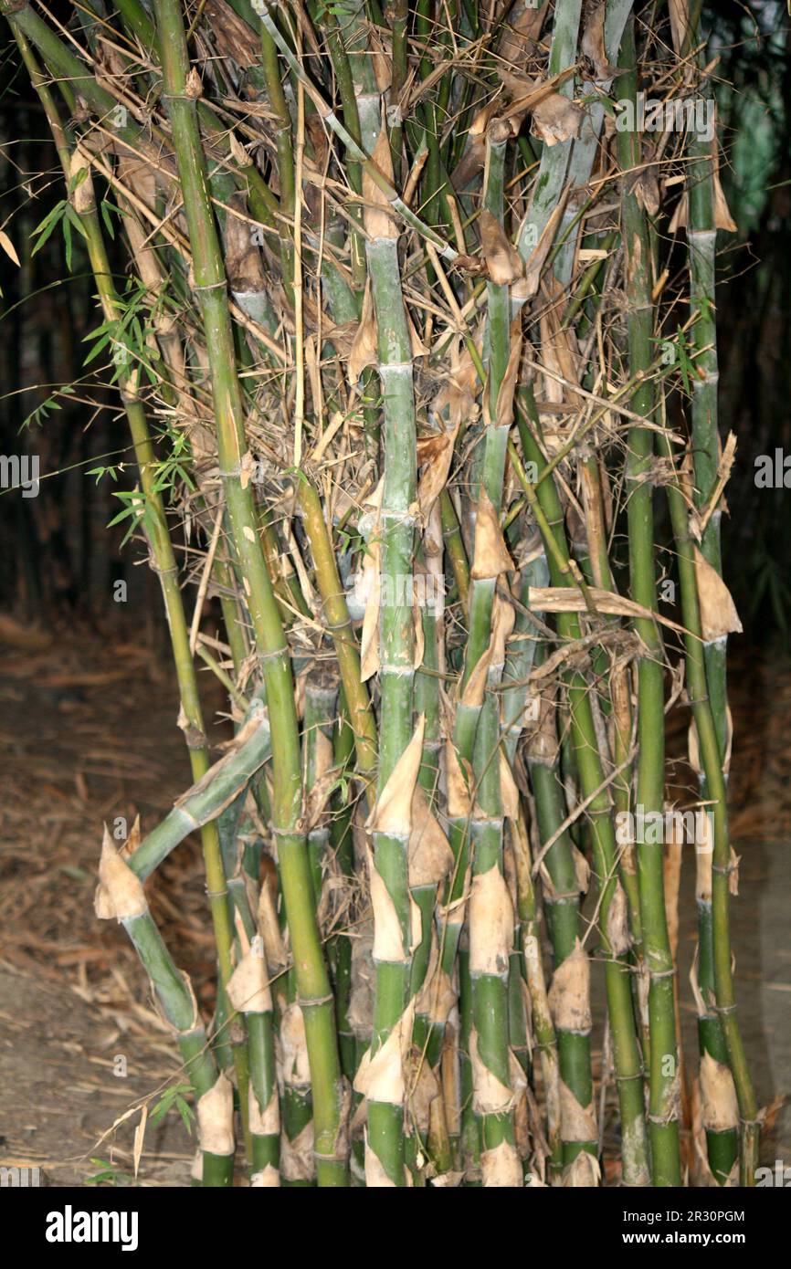 Burmese bamboo (Bambusa polymorpha) cluster in a garden : (pix Sanjiv ...