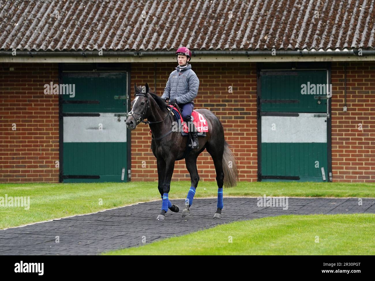 Running lion horse hi-res stock photography and images - Alamy