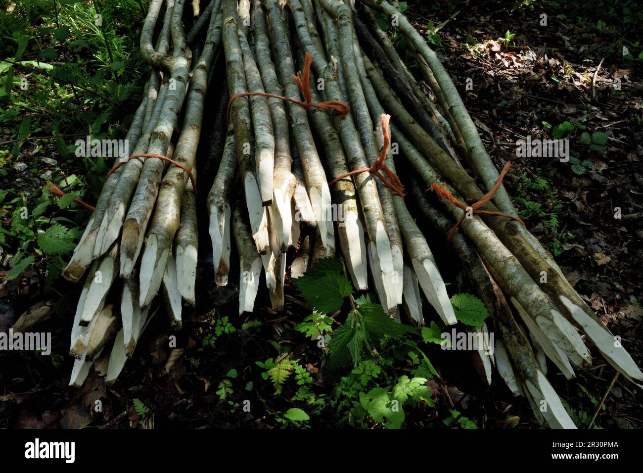 Coppicing hazel stakes in the woodland Stock Photo - Alamy