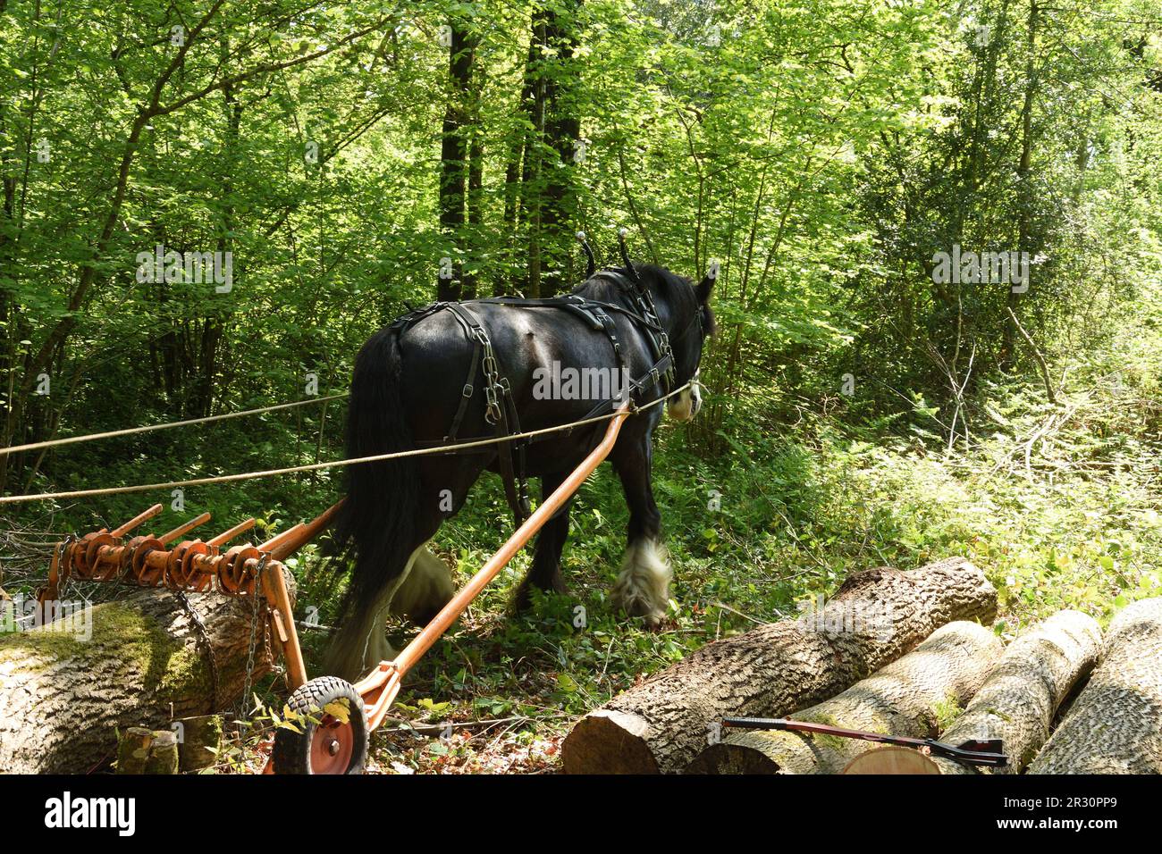 Horse logging in a smokey forest, Durweston, Dorset UK Stock Photo - Alamy
