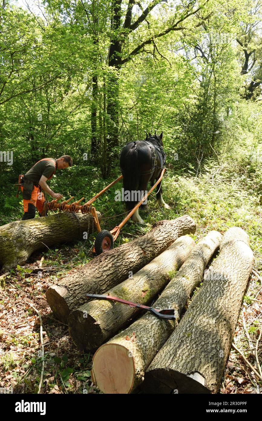 Horse logging in a smokey forest, Durweston, Dorset UK Stock Photo - Alamy