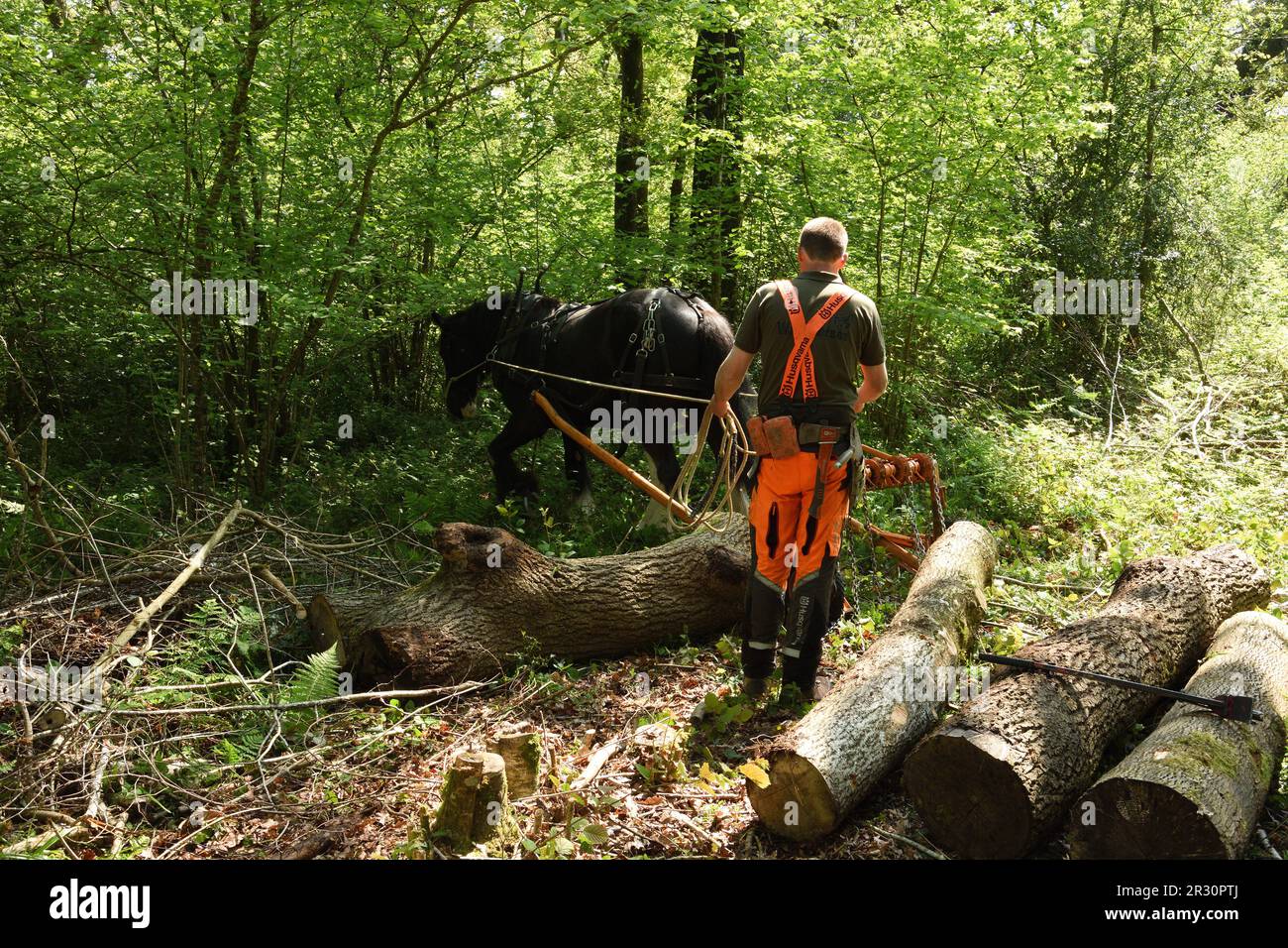 Horse logging in a smokey forest, Durweston, Dorset UK Stock Photo - Alamy