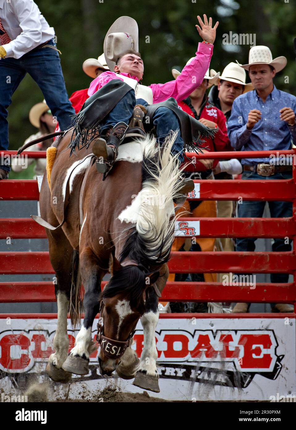 Surrey, Canada. 21st May, 2023. A rider competes in rodeo events, which ...