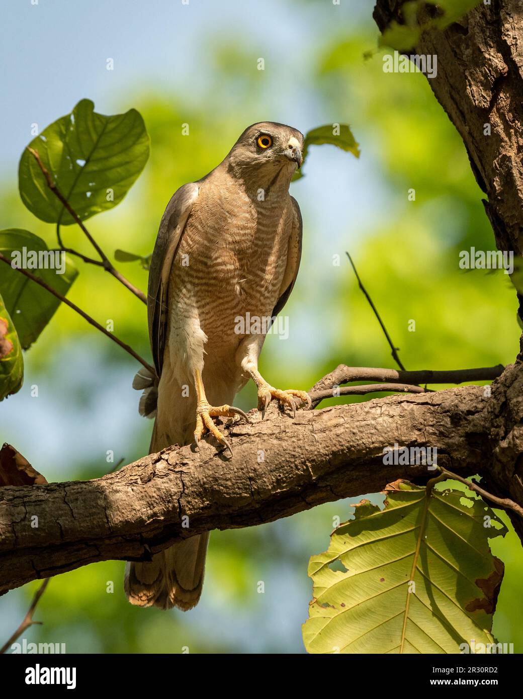 Female shikra india hi-res stock photography and images - Alamy