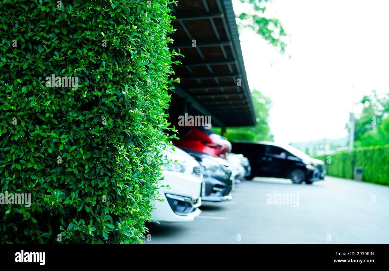 Sustainable parking lot. Green parking lot. Green hedge fence on blur ...