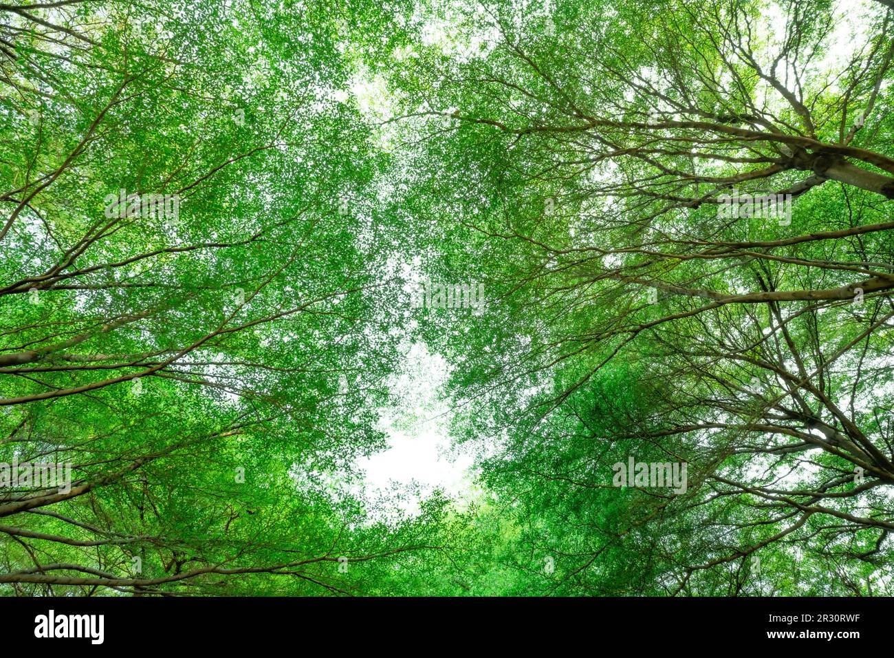 Bottom view of tree with green leaves and branches in tropical forest ...