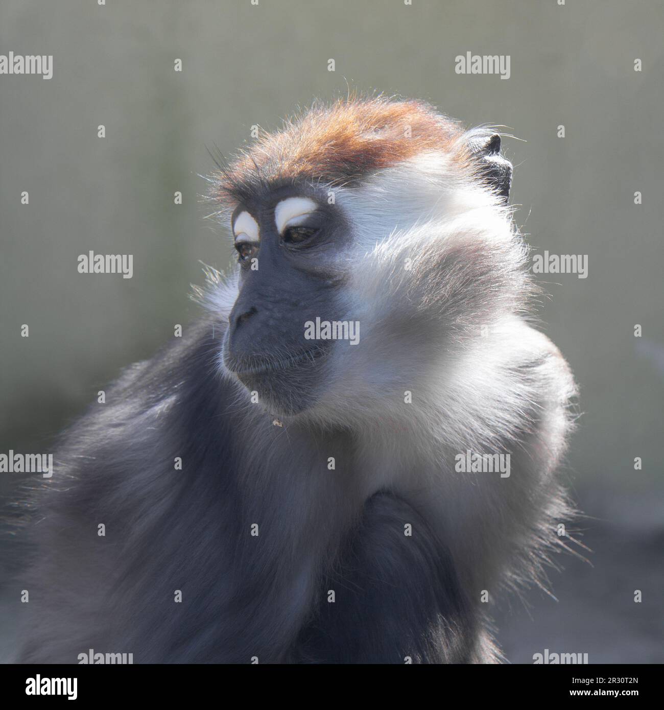 Close up front portrait of white collared mangabey Stock Photo - Alamy