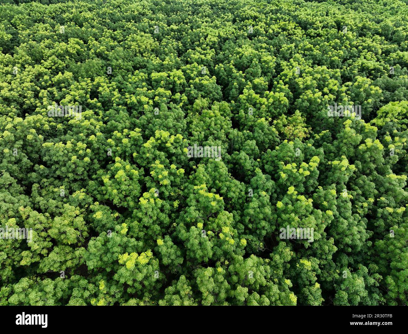 Aerial top view of rubber forest. Drone view of dense green rubber ...