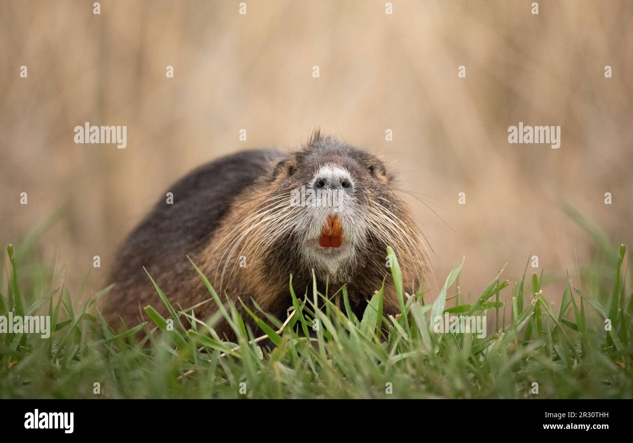 The river nutria is a larger rodent from the nutria family. River ...