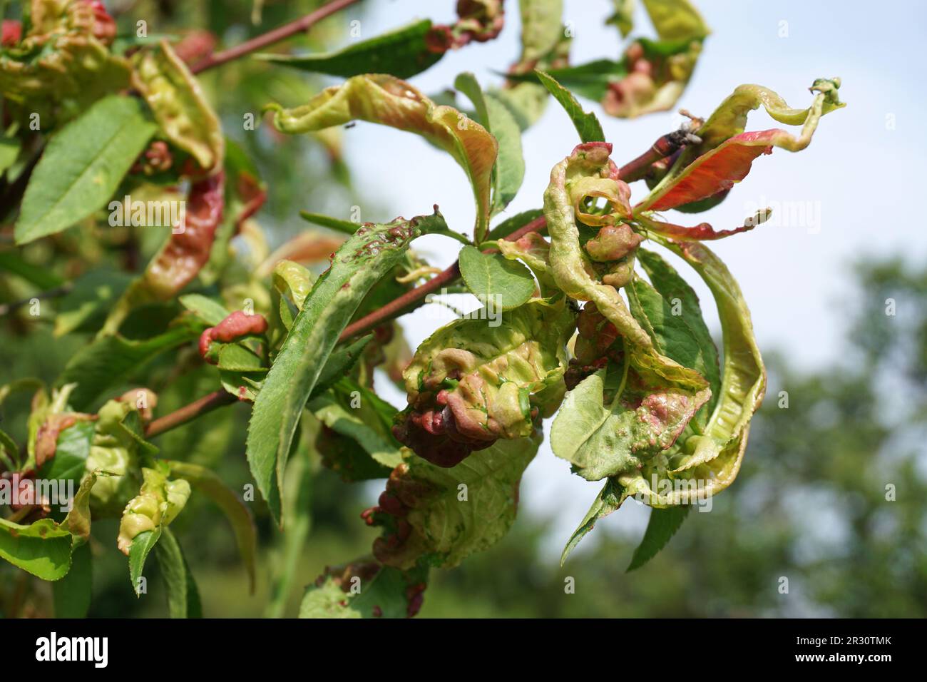 Peach leaf curl fungus taphrina deformans hi-res stock photography and ...