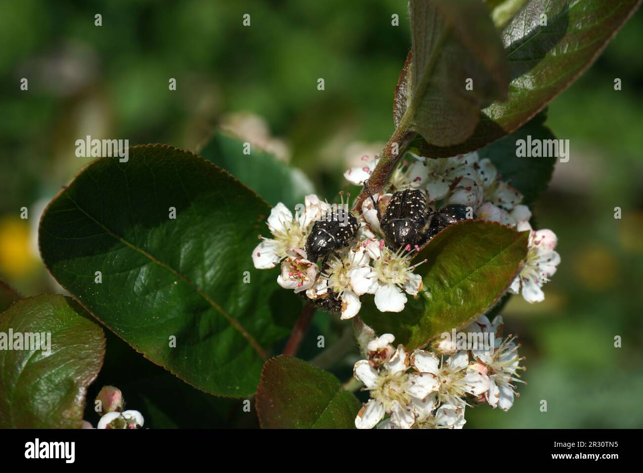 White spotted leaf hi-res stock photography and images - Alamy