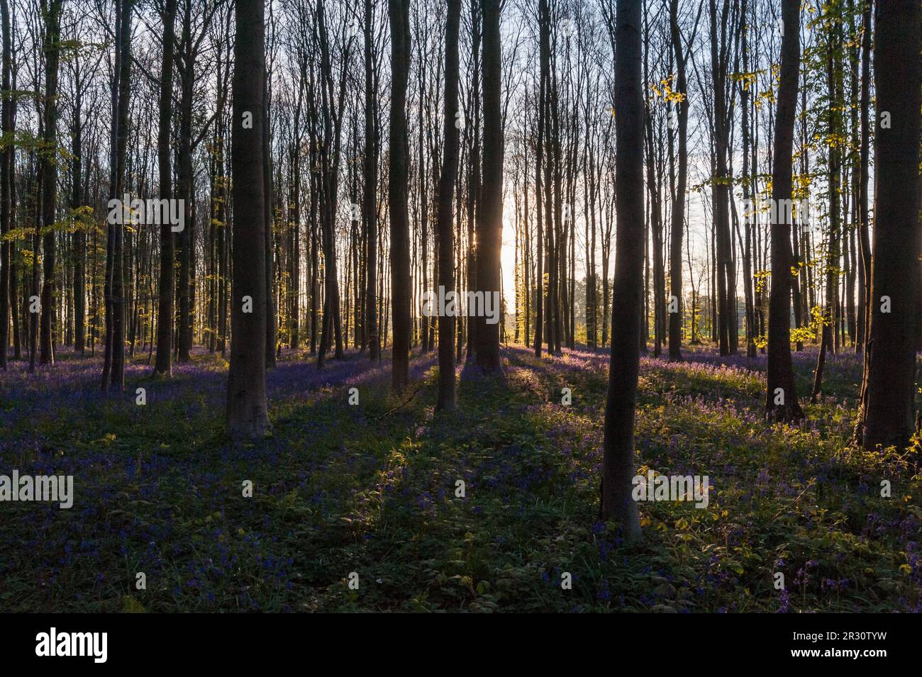 The rising sun illumingating a flowerbed of bluebells in the Hallerbos ...