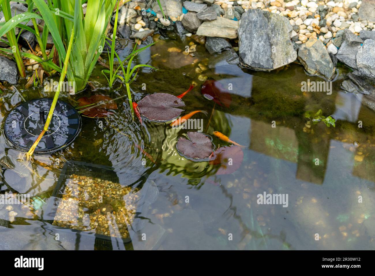 Goldfish swim in lake river hi-res stock photography and images - Alamy