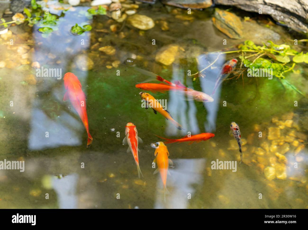 Goldfish and Shubunkin swimming in the garden pond Stock Photo - Alamy