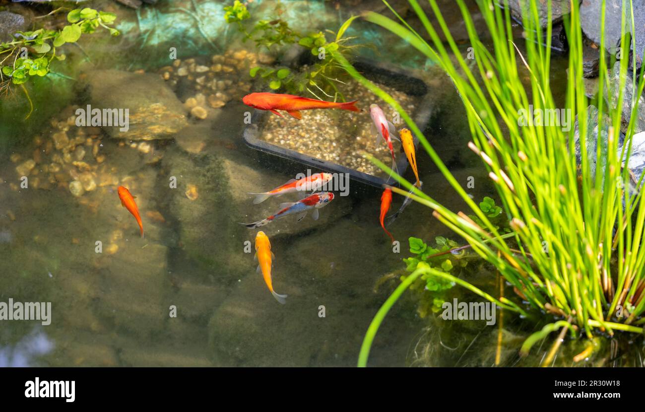 panorama fish swimming in the garden pond Stock Photo - Alamy