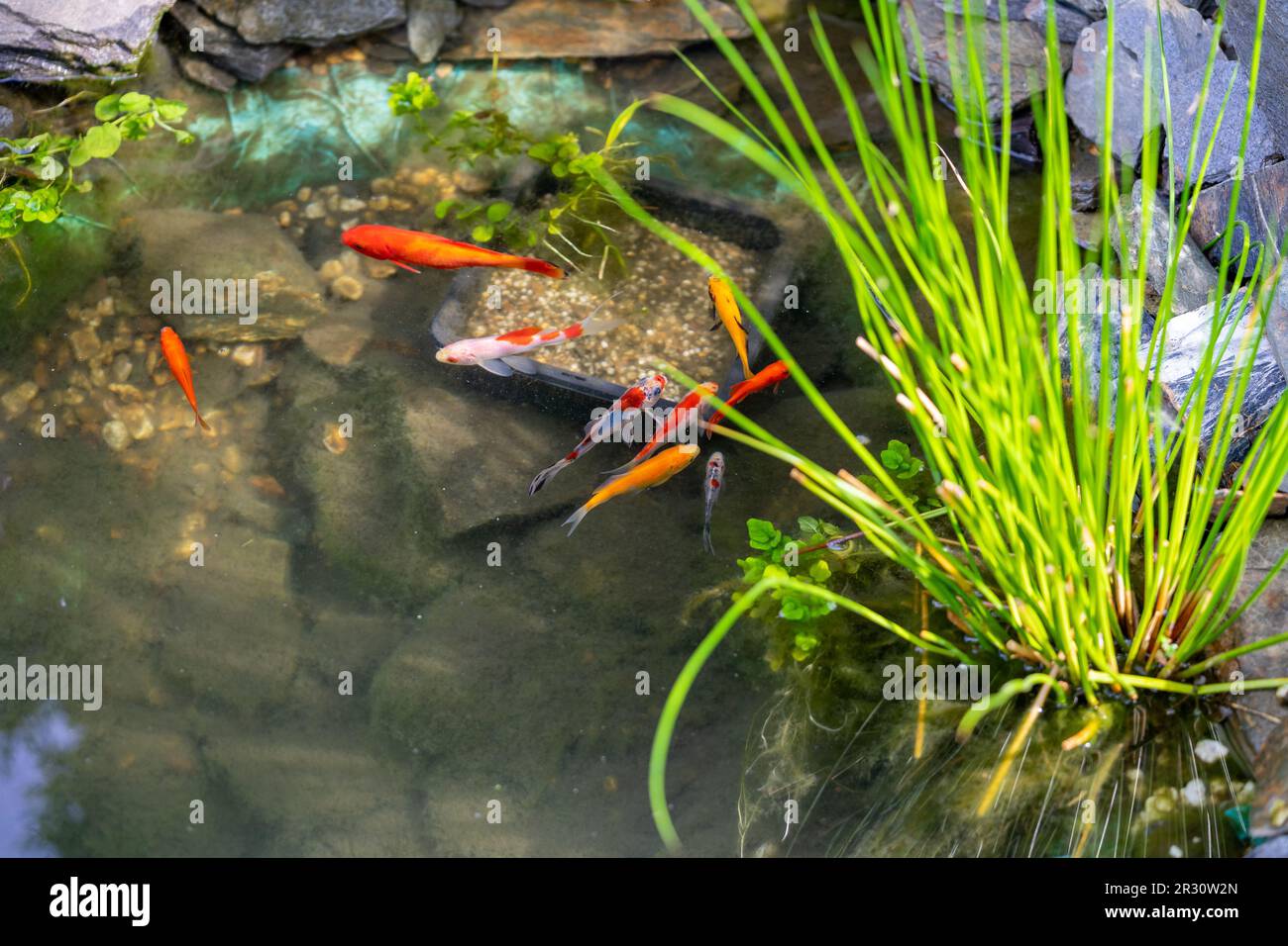 fish swimming in the garden pond Stock Photo - Alamy