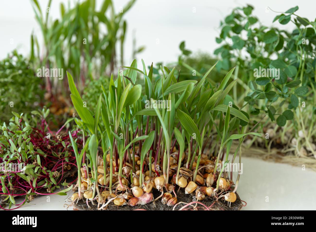 Microgreens with seeds and roots. Germination of microgreens Stock ...