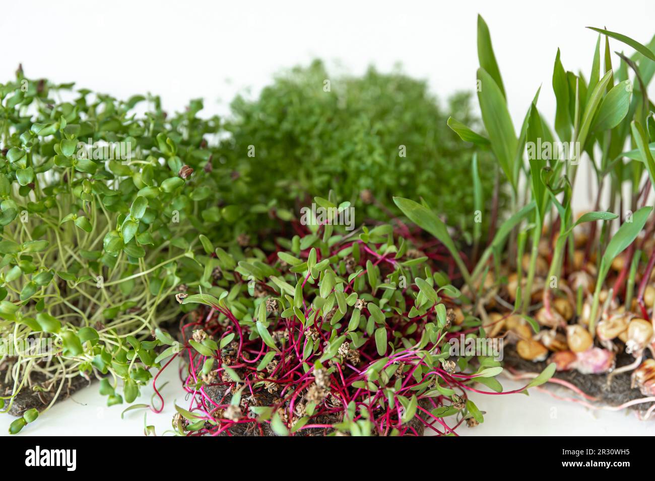 Microgreens with seeds and roots. Germination of microgreens Stock ...