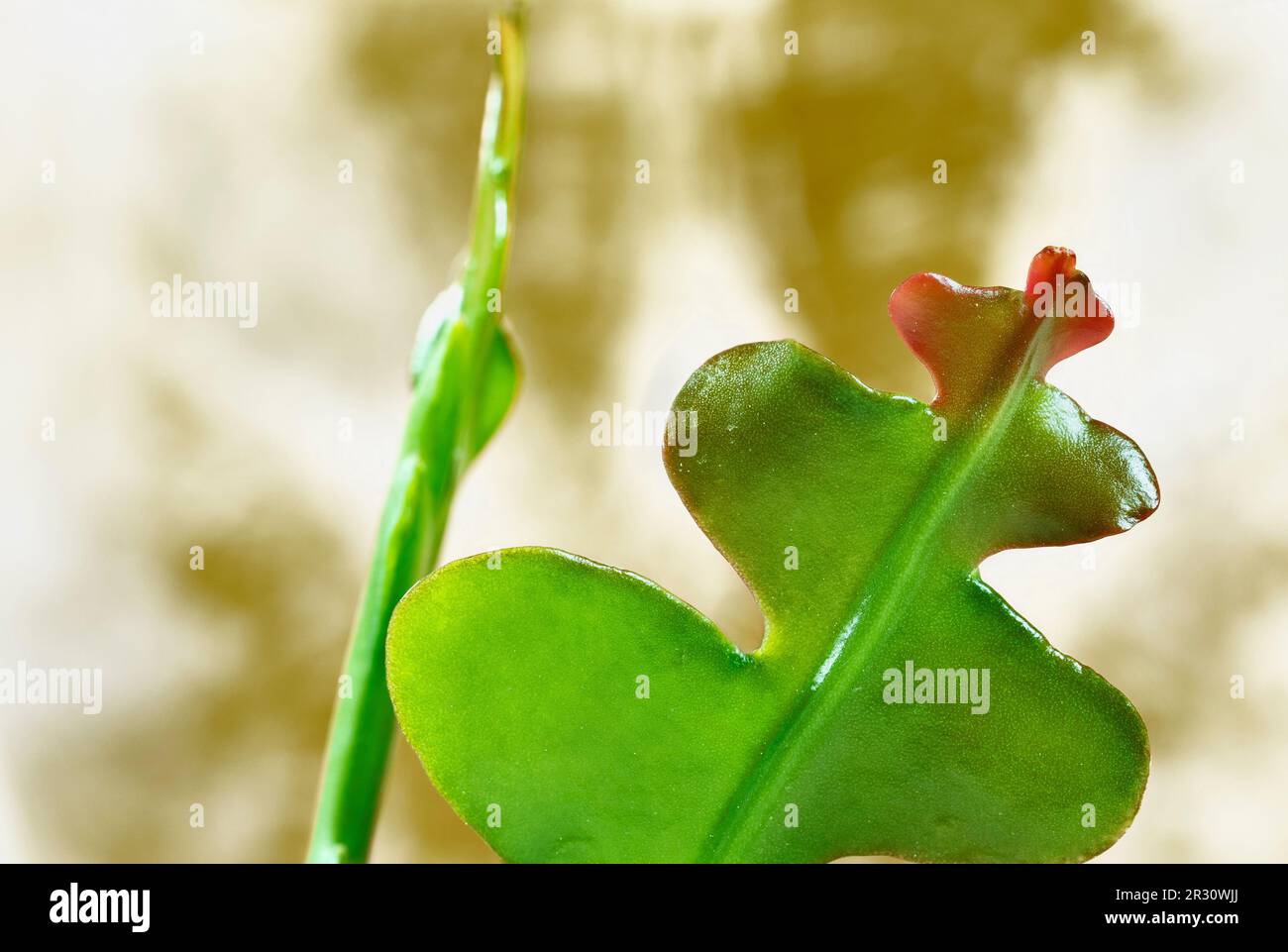 Detail of green leaf of epiphyllum cactus , common name climbing cacti ...