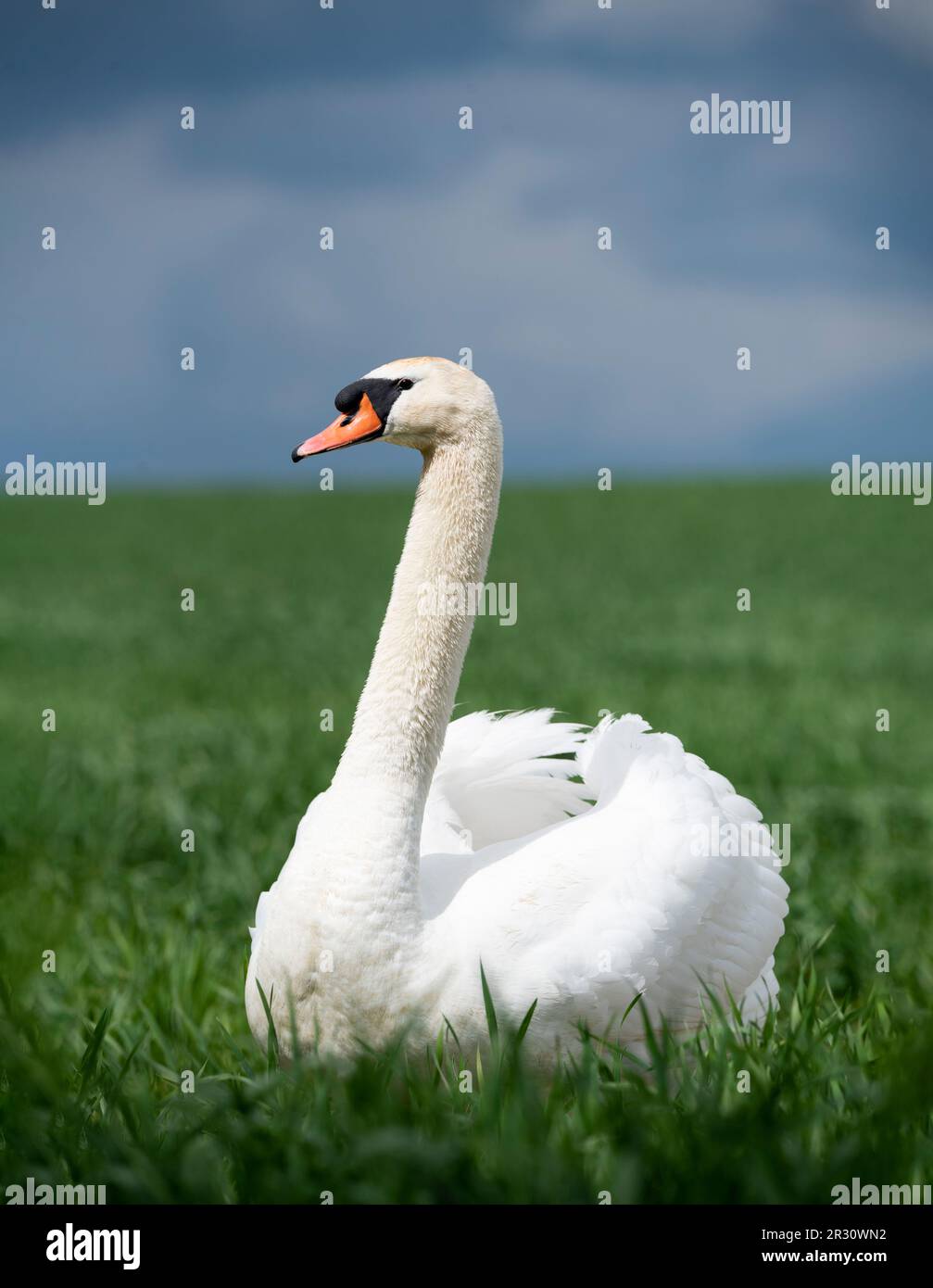 Swan splashing on a lake hi-res stock photography and images - Alamy