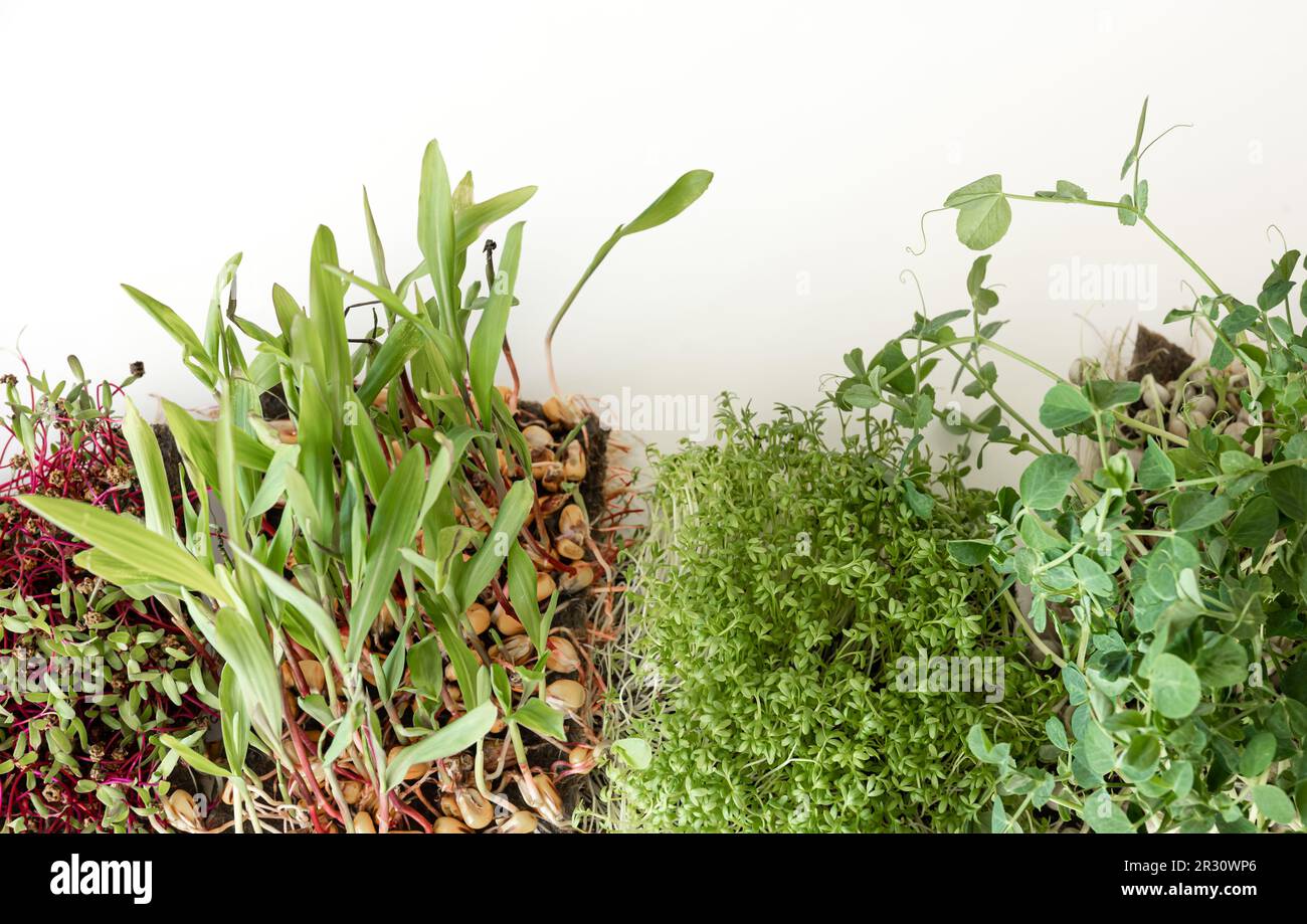 Microgreens on a white background. Seed Germination at home Stock Photo ...
