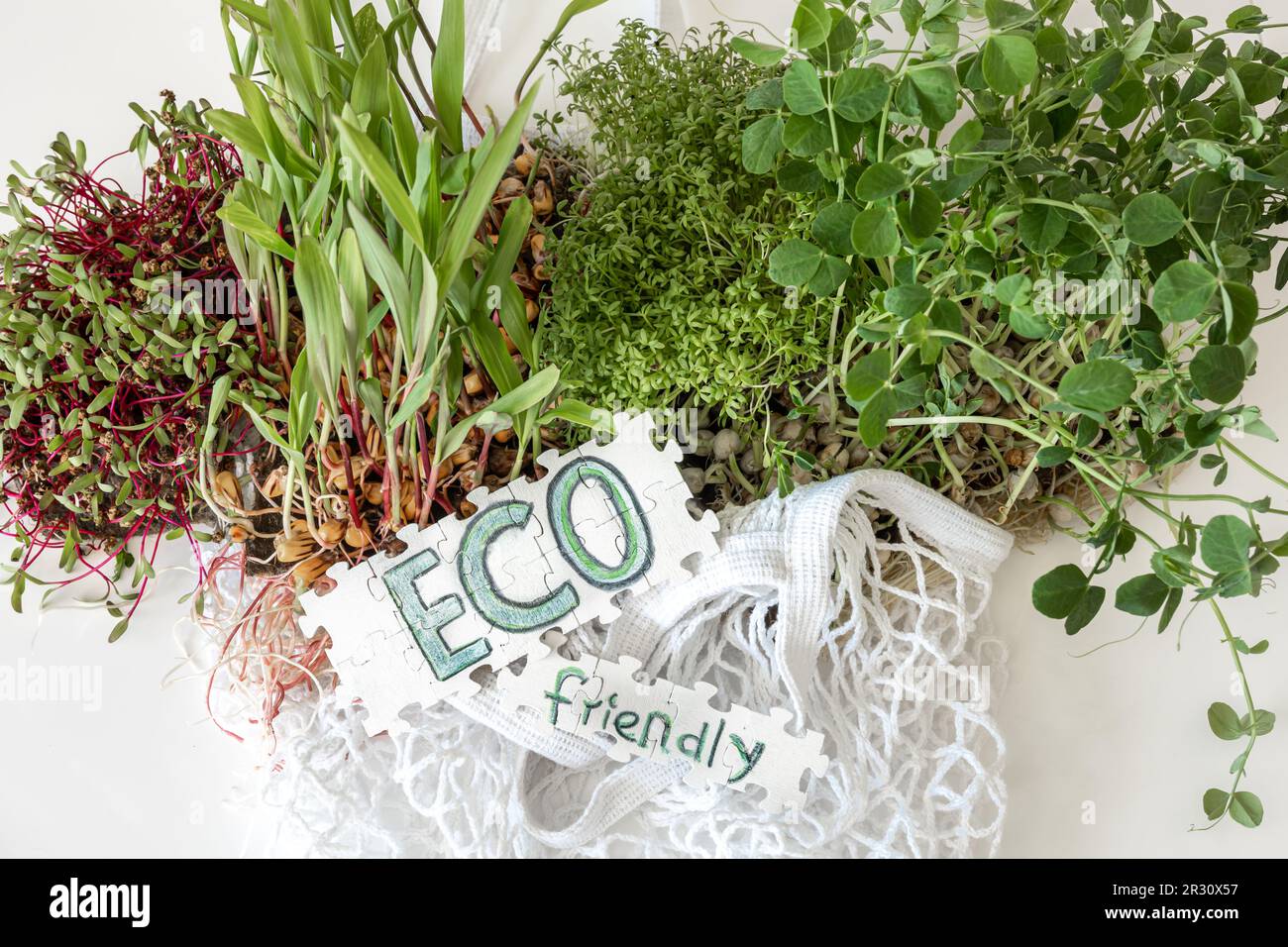 Germination of microgreens. Germination of seeds at home Stock Photo ...