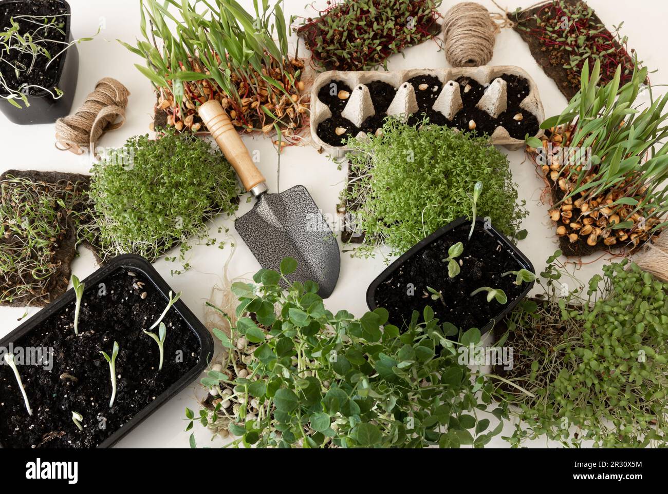 Germination of microgreens. Germination of seeds at home Stock Photo ...