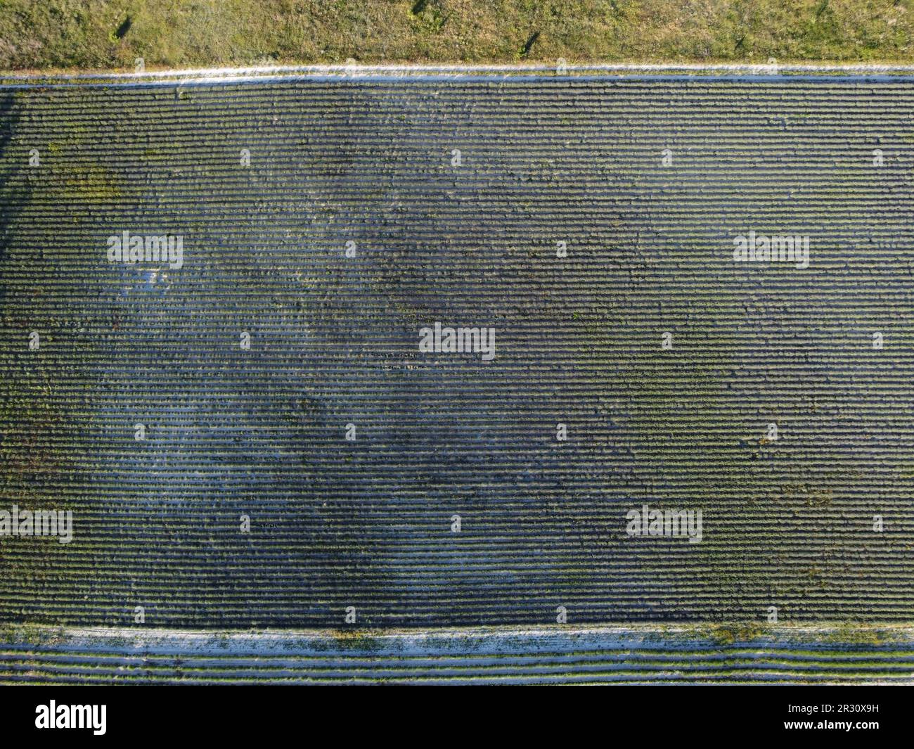 Aerial Lavender fields. Endless rows of blooming lavender fields on ...