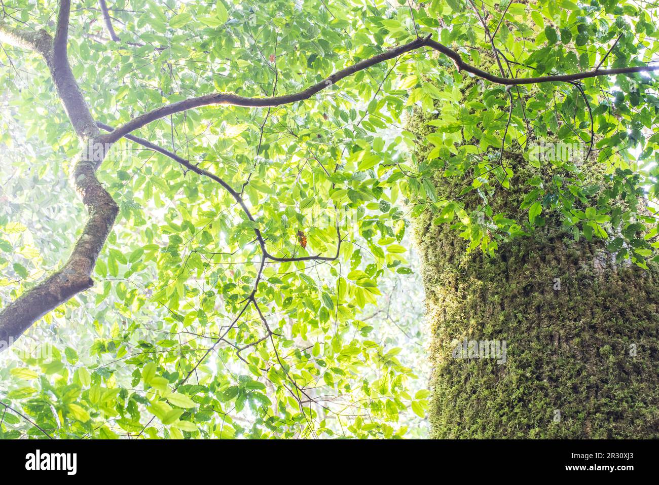 The bottom view of the green leaves of large trees in a tropical forest ...