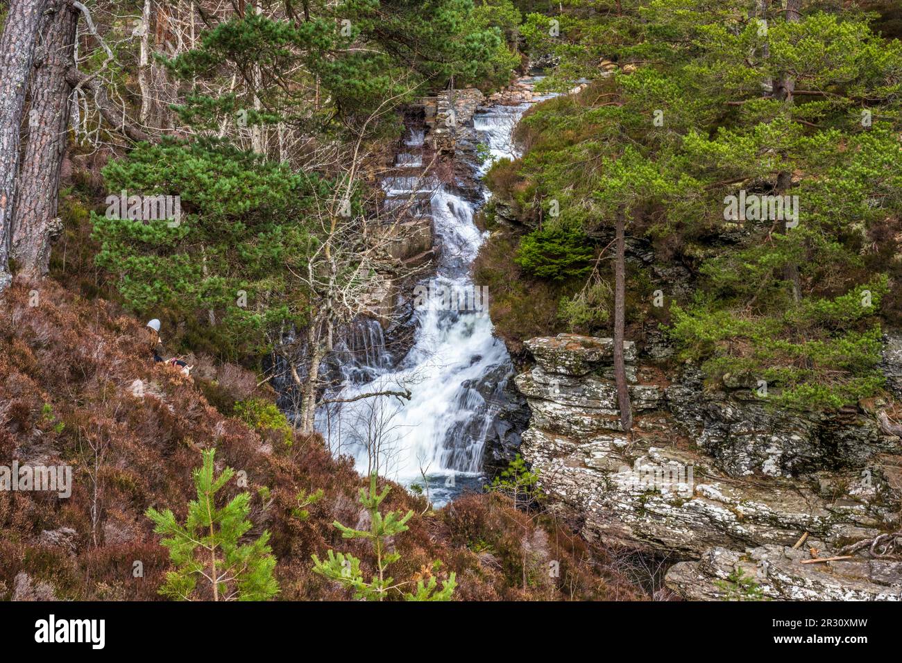 Waterfall on the River Lui as it travels through regenerated Caledonian ...