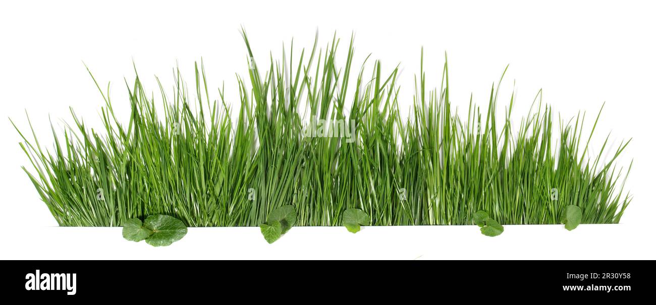 Spring grass with leaves isolated on white - Panorama Stock Photo - Alamy