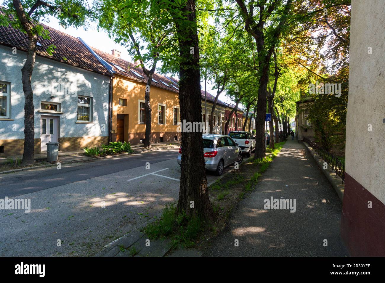 Tree canopy over street in spring, Sopron, Hungary Stock Photo - Alamy