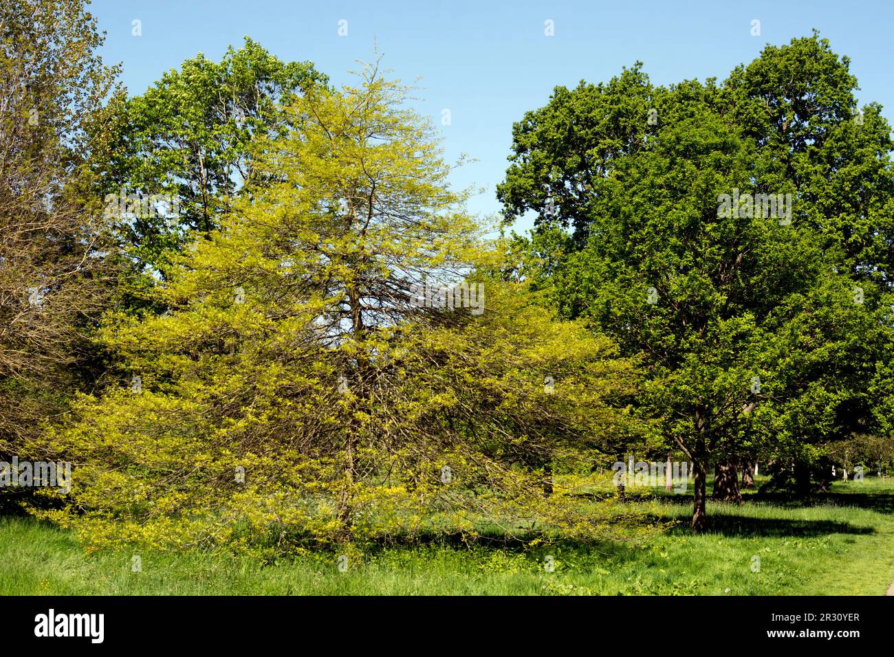 Solihull park hi-res stock photography and images - Alamy
