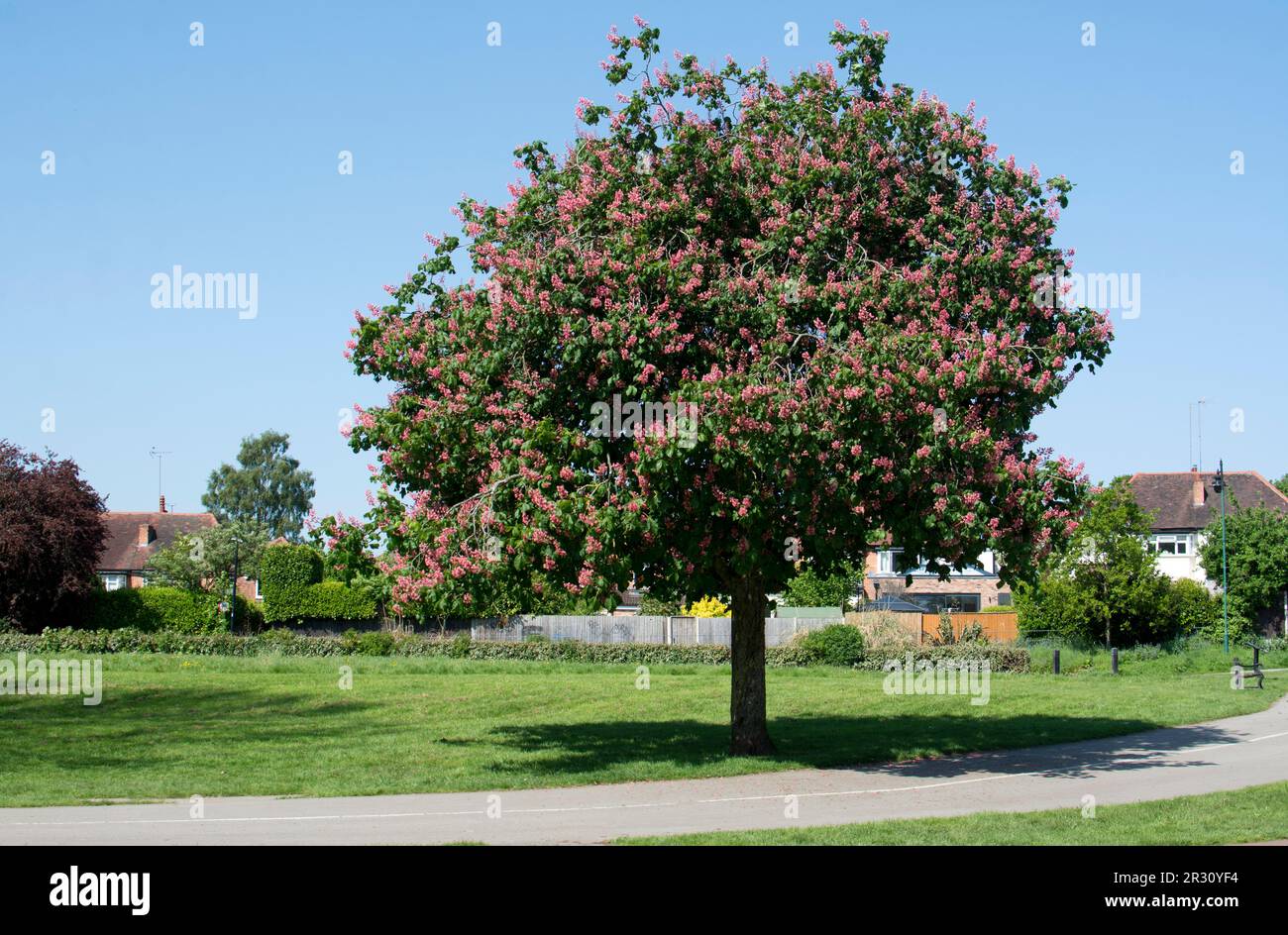 Red Horse Chestnut tree, Brueton Park, Solihull, West Midlands, England ...