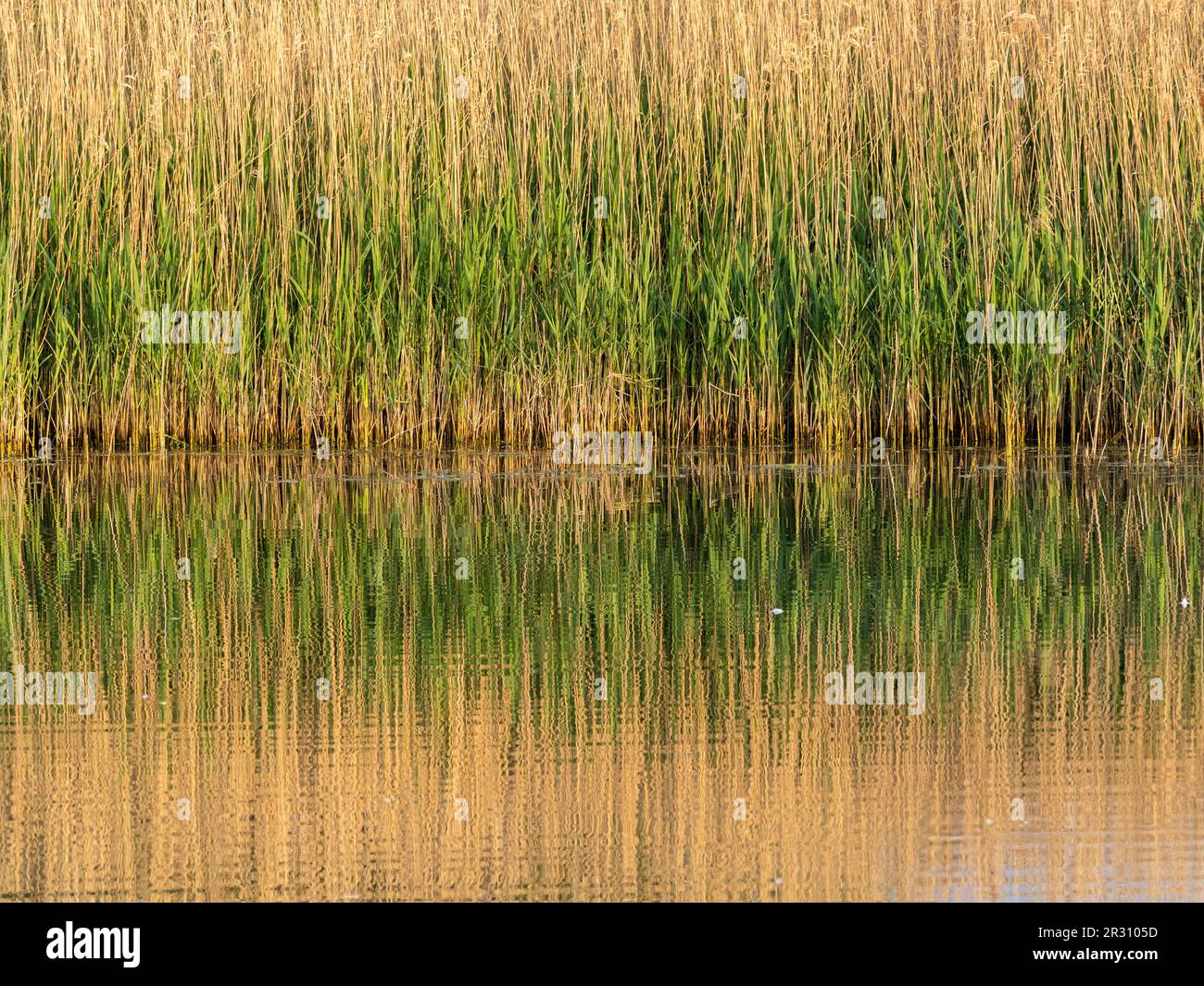 A large reed bed reflecting in a perfectly still lake on a nature ...