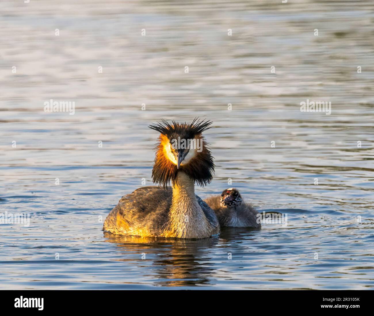 An elegant Great Crested Grebe, (Podiceps cristatus), with a single ...