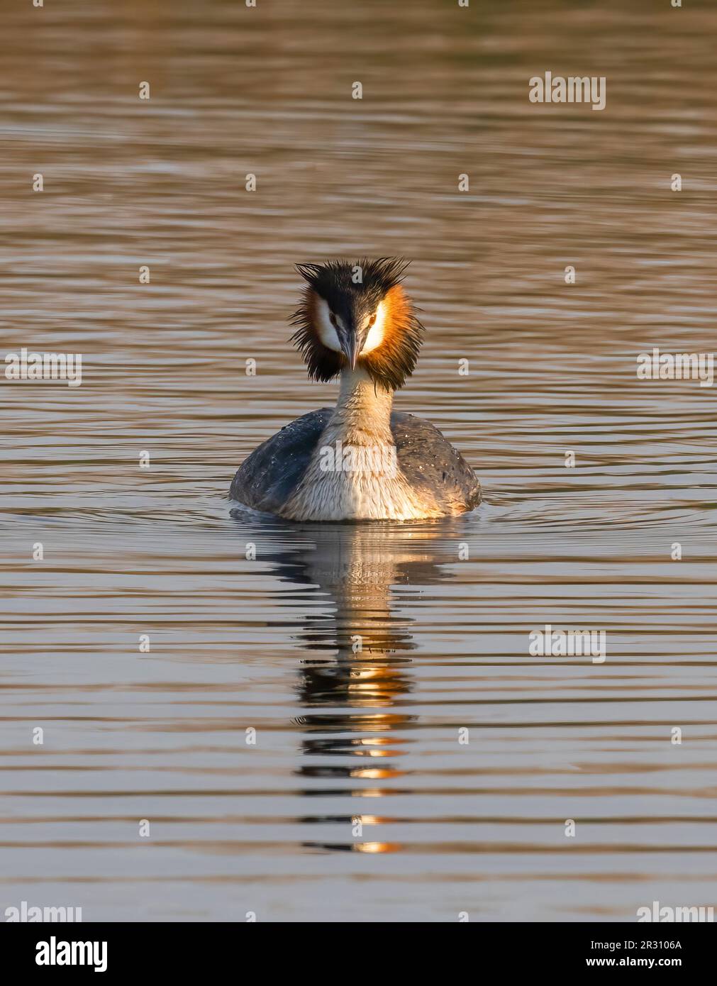 An elegant Great Crested Grebe, (Podiceps cristatus), swims on a lake ...