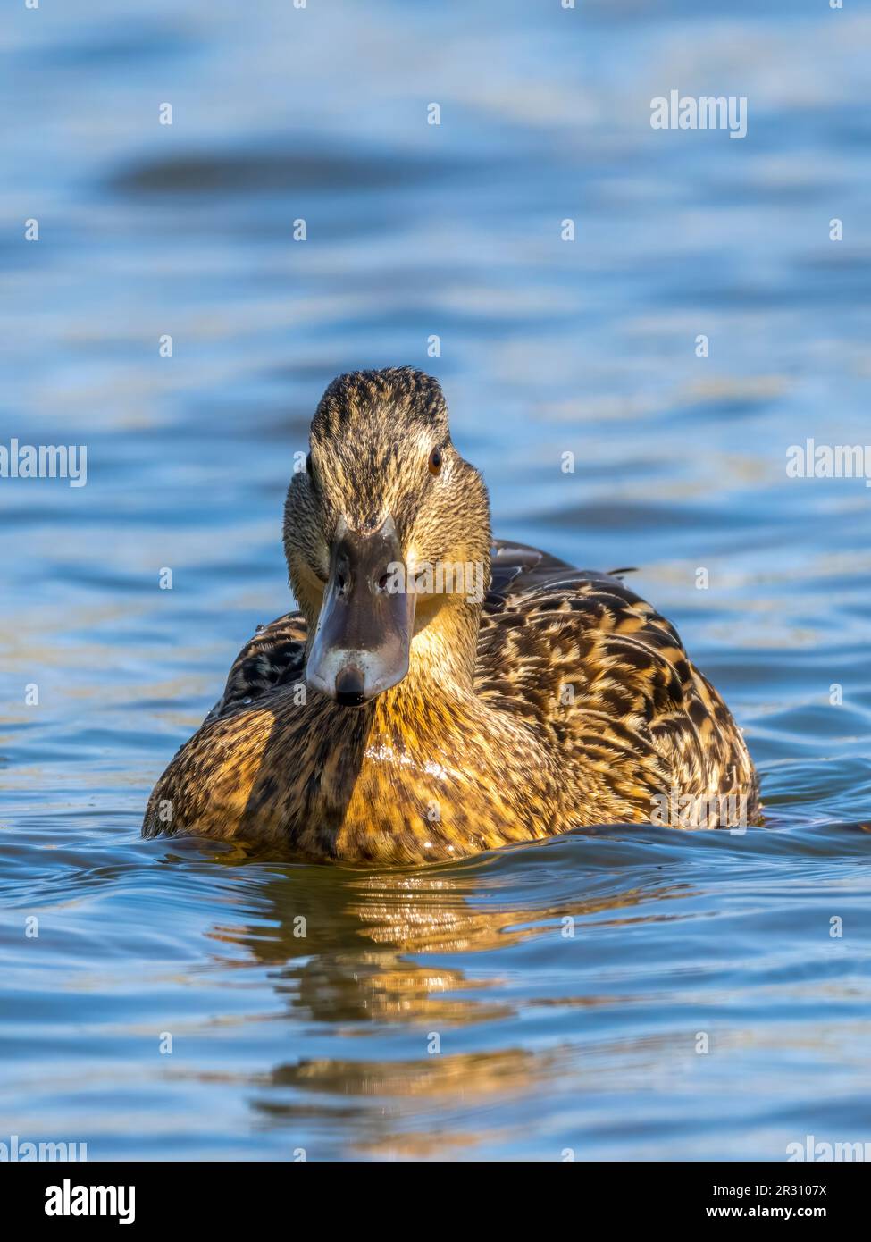 A female Pintail duck, (Anas acuta), also known as the Northern Pintail ...