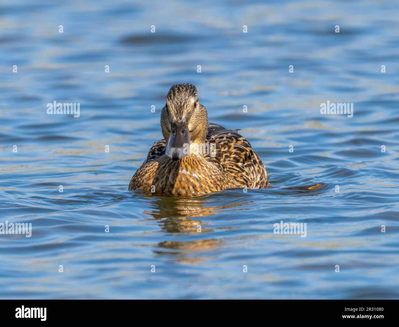 A female Pintail duck, (Anas acuta), also known as the Northern Pintail ...