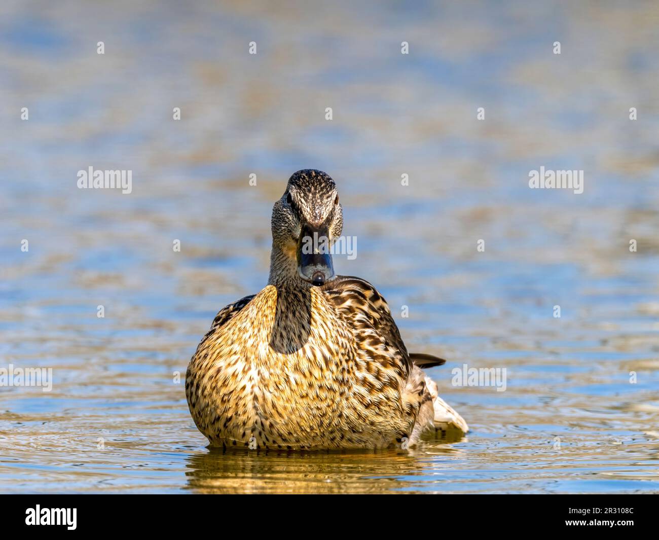 A female Pintail duck, (Anas acuta), also known as the Northern Pintail ...