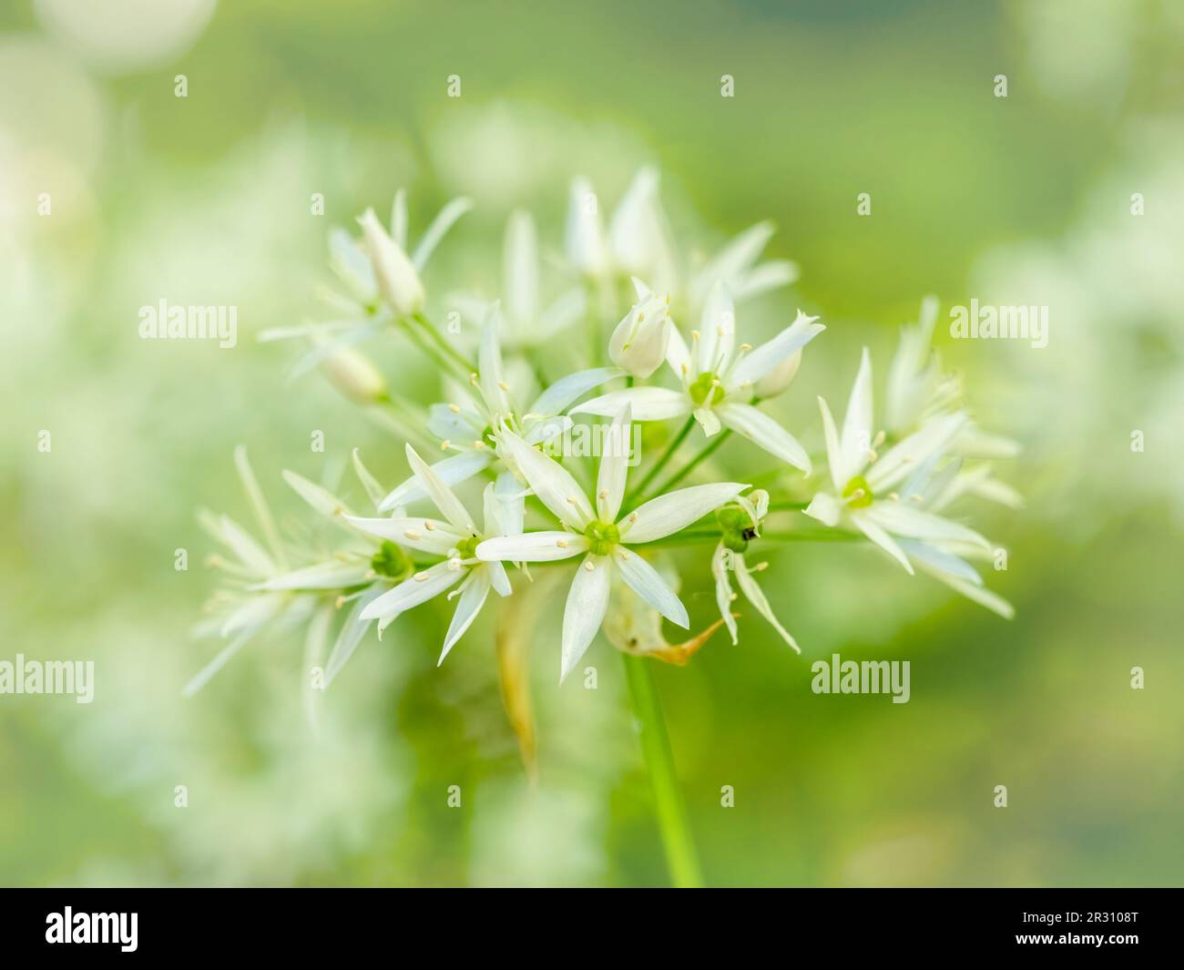 A close up of the flower of a Wild Garlic plant, (Allium ursinum ...