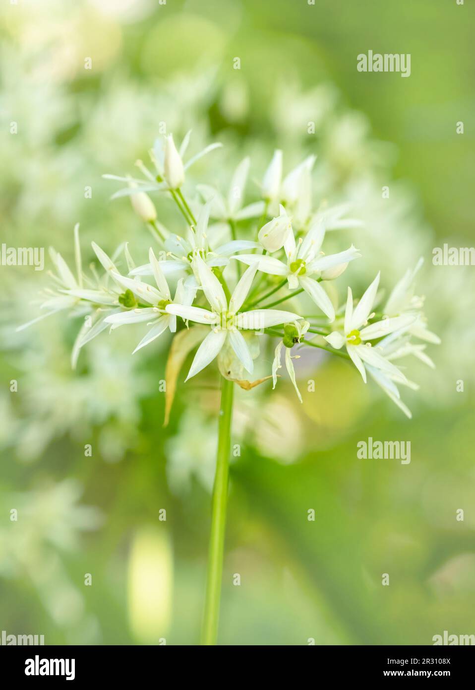 A close up of the flower of a Wild Garlic plant, (Allium ursinum ...