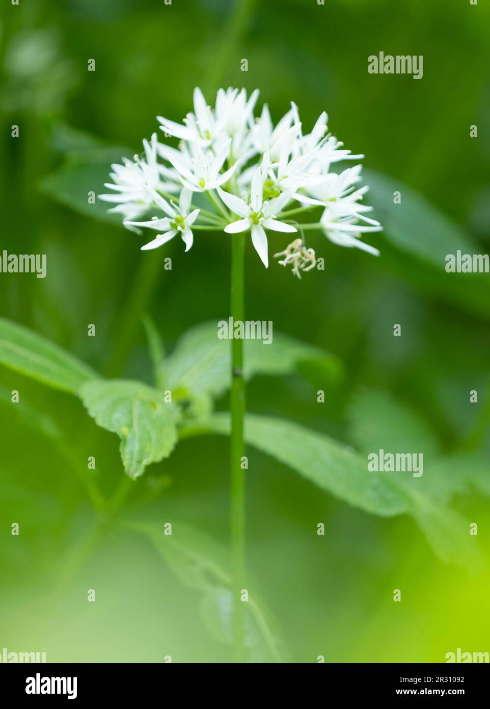 A close up of the flower of a Wild Garlic plant, (Allium ursinum ...