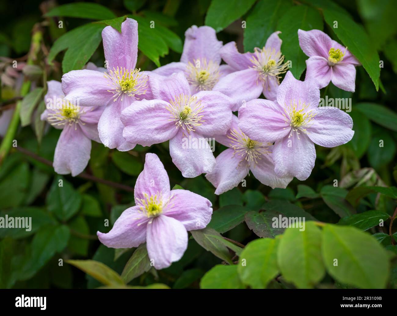 Clematis flowers hi-res stock photography and images - Alamy