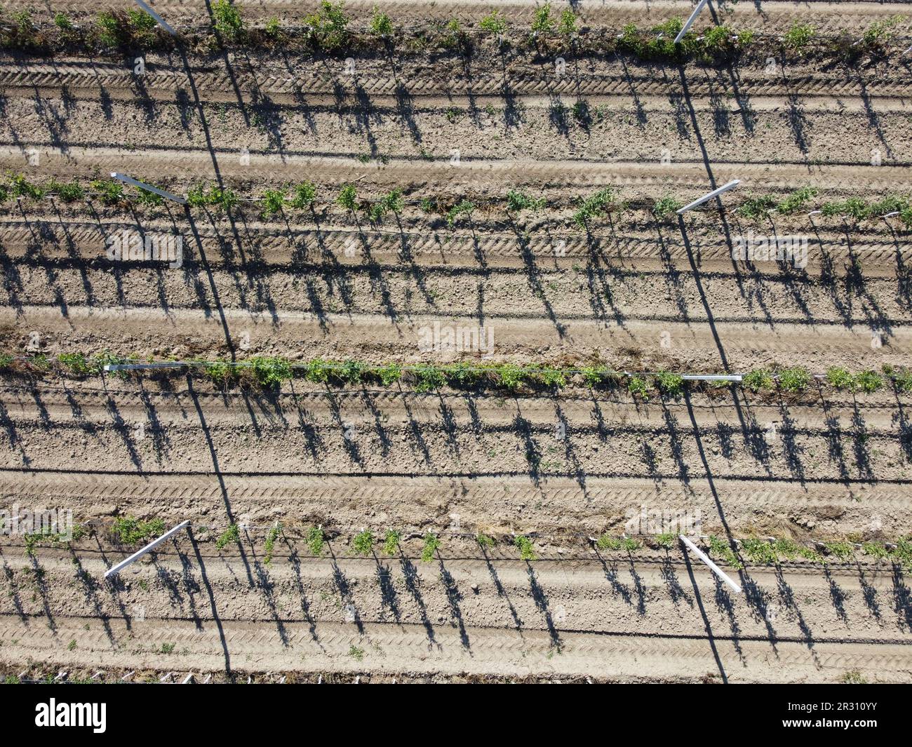 Aerial Modern Garden. aerial top view of an apple orchard planted using ...