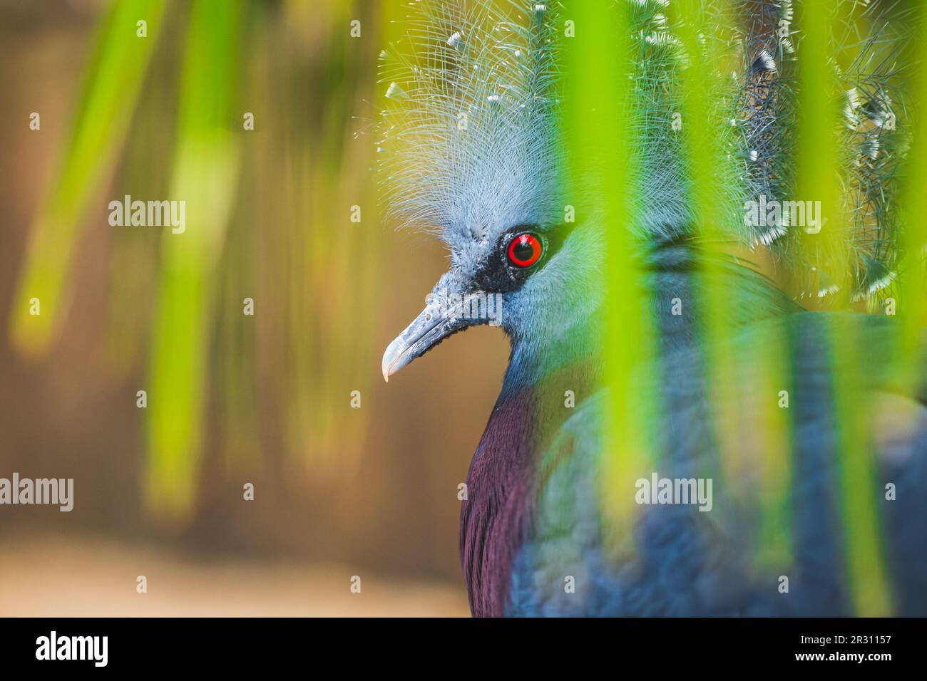 Victoria crowned-pigeon hiding behind the foliage (Goura victoria ...