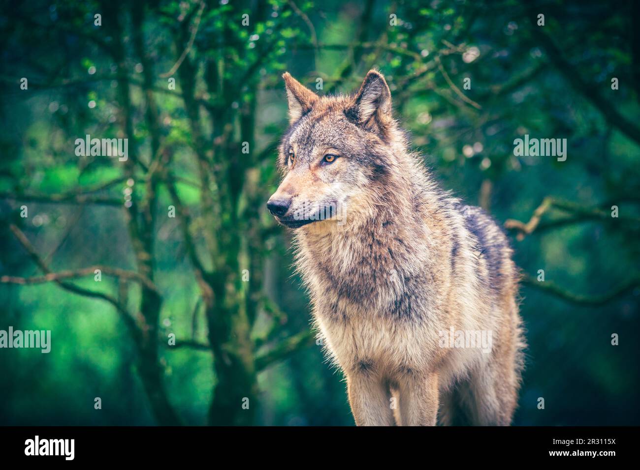 Grey wolf (Canis Lupus) also known as Timber wolf in the green forest ...